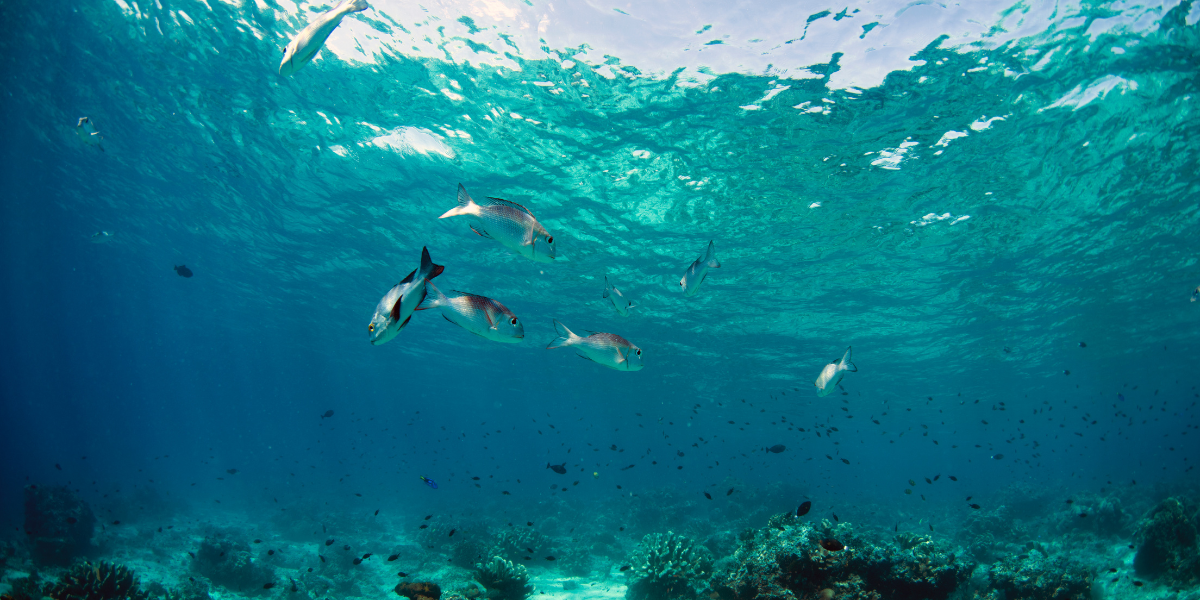 Maritime Data Solution - Environmental & Logistic Software