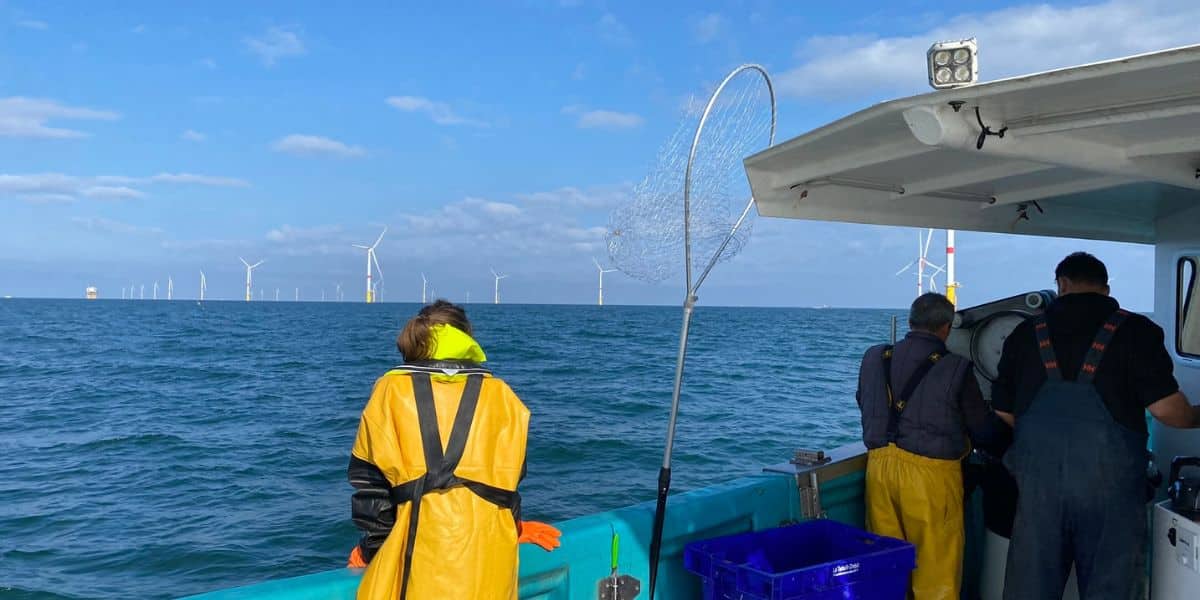 Understanding Offshore Project Studies: Vital Phases & Requirements