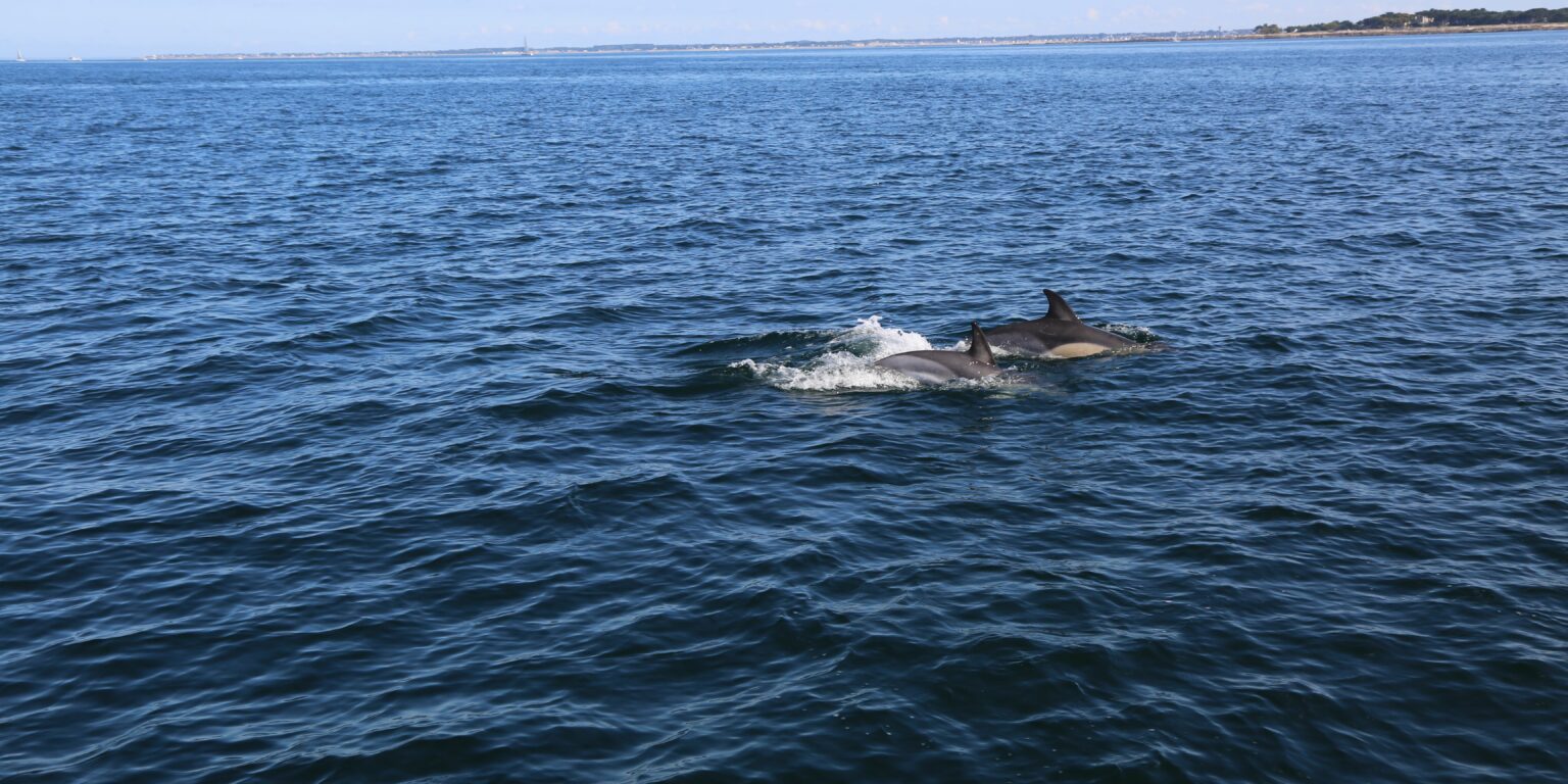 Insights into Marine Mammal Bycatch and Conservation Efforts