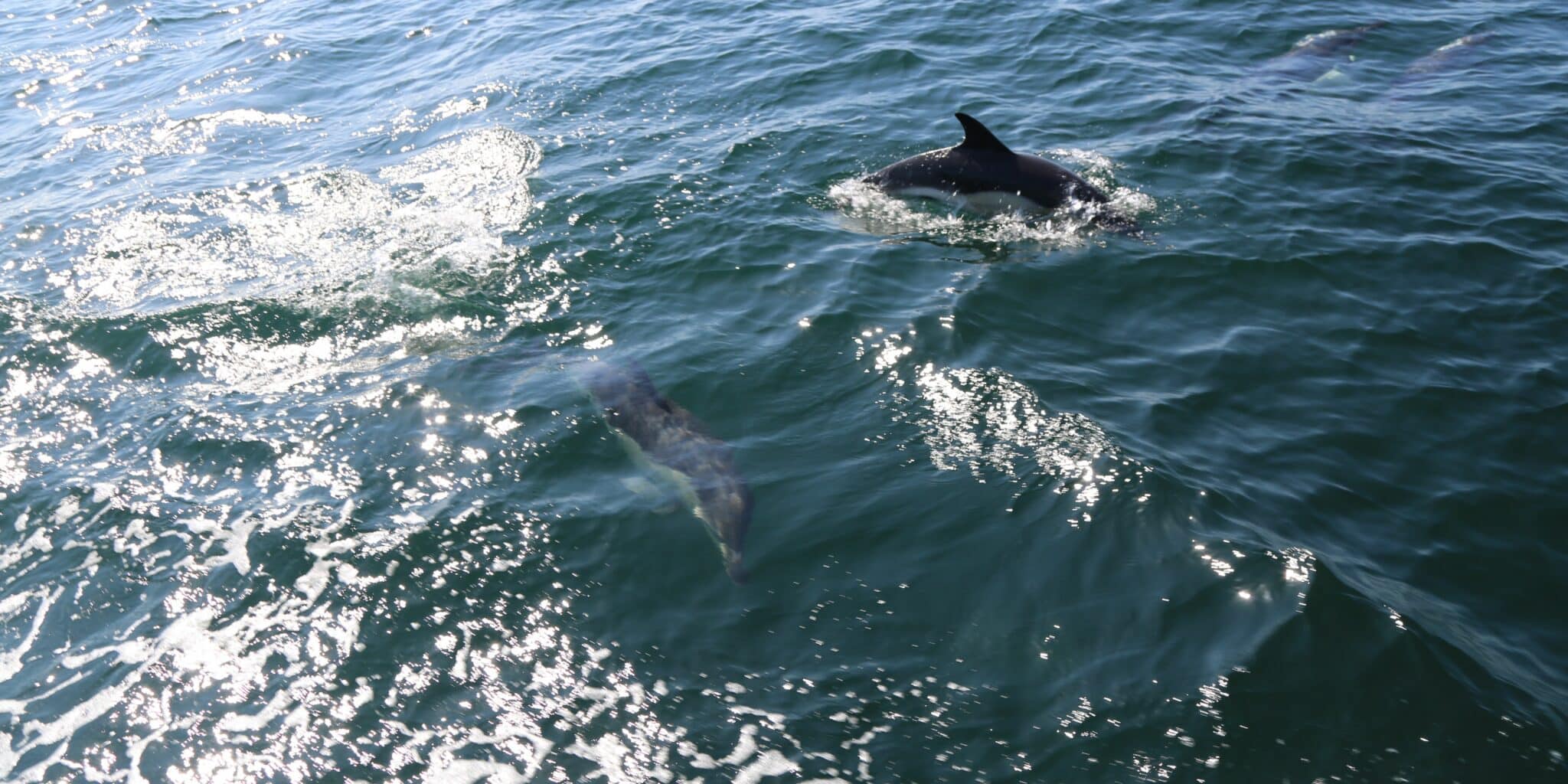 Insights Into Marine Mammal Bycatch And Conservation Efforts