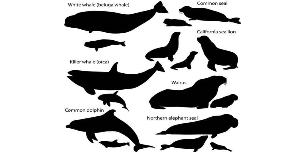 Insights into Marine Mammal Bycatch and Conservation Efforts