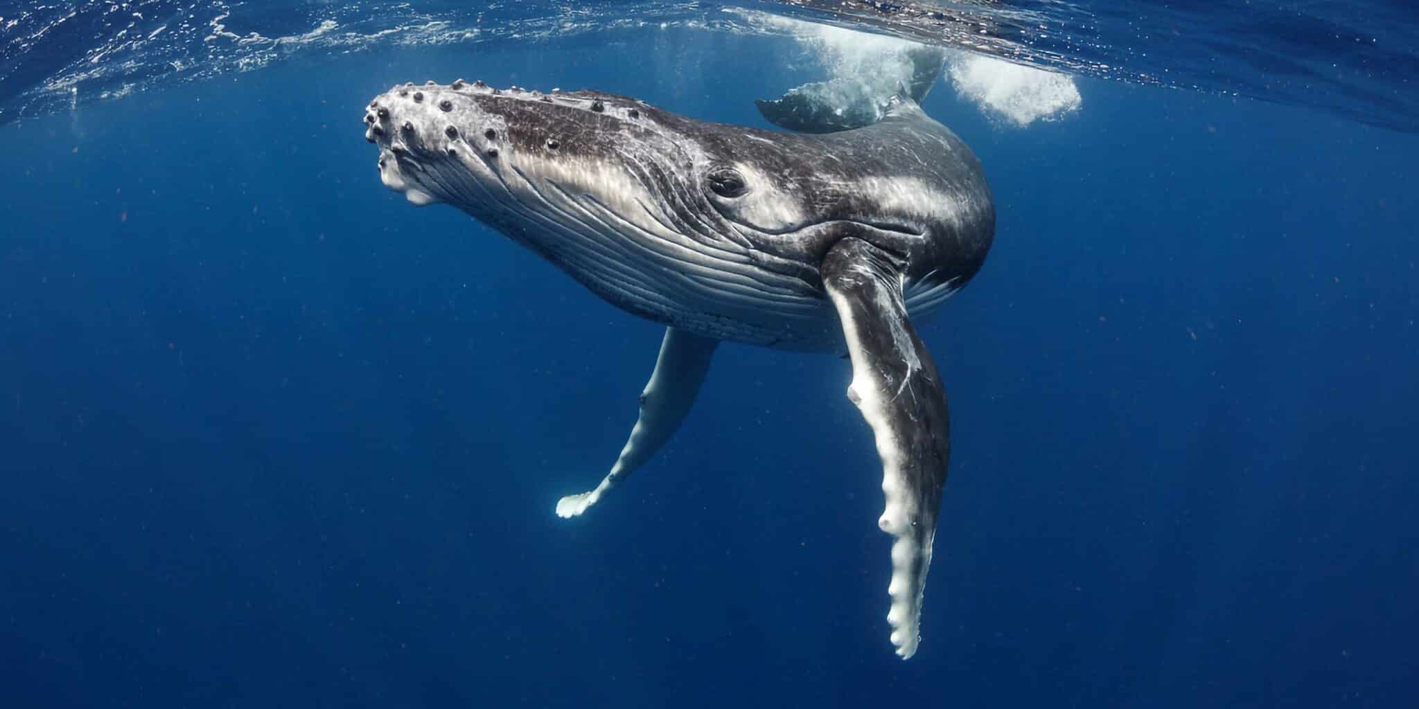 Vessel Speed Reduction: Benefits and Impact on Maritime Operations