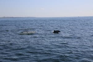 Maritime Data Solution - Environmental & Logistic Software